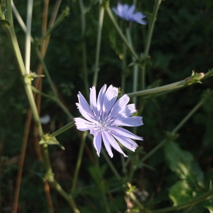Plantes sauvages - Herbier sauvage